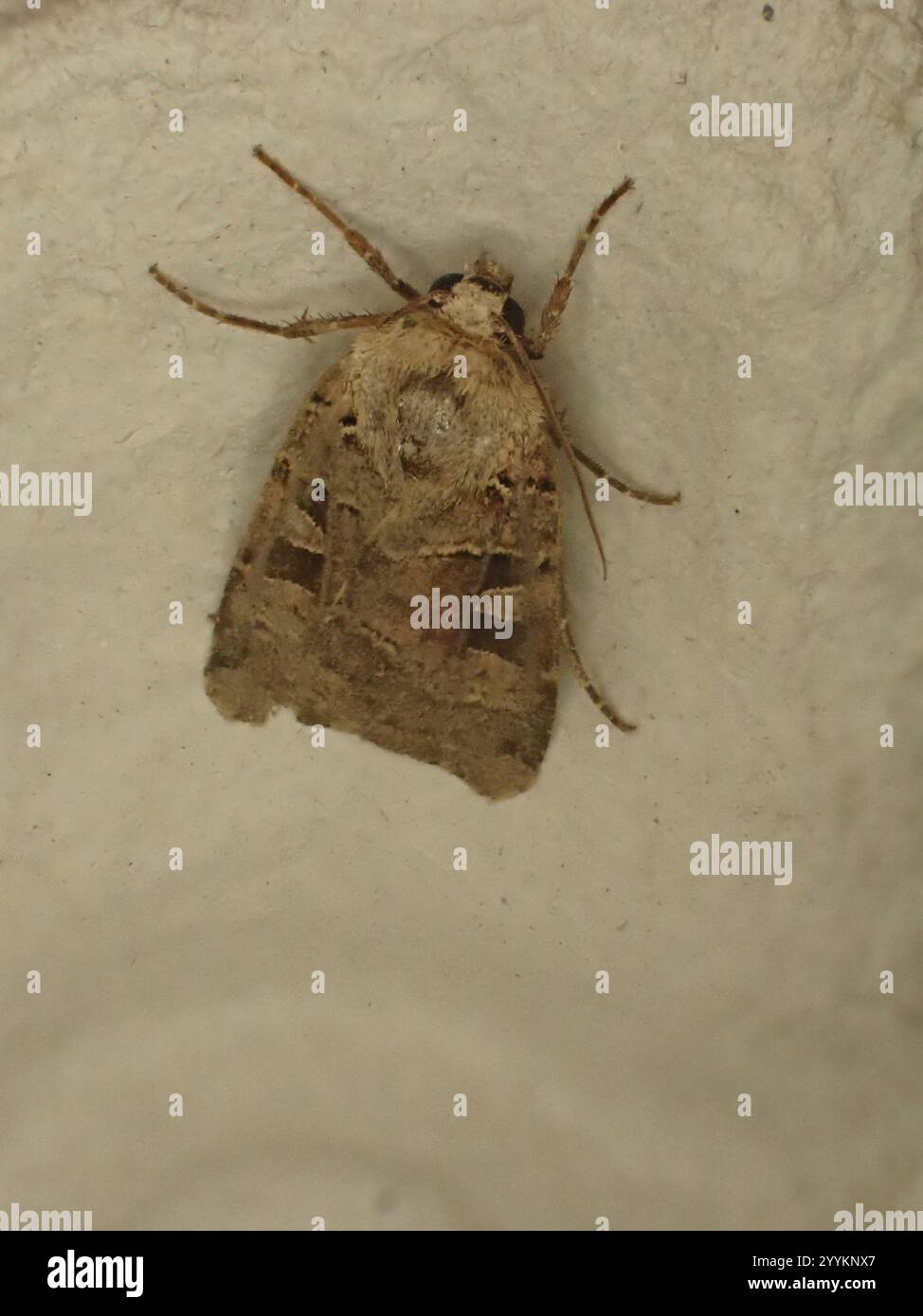 Double Square-spot (Xestia triangulum Stock Photo - Alamy