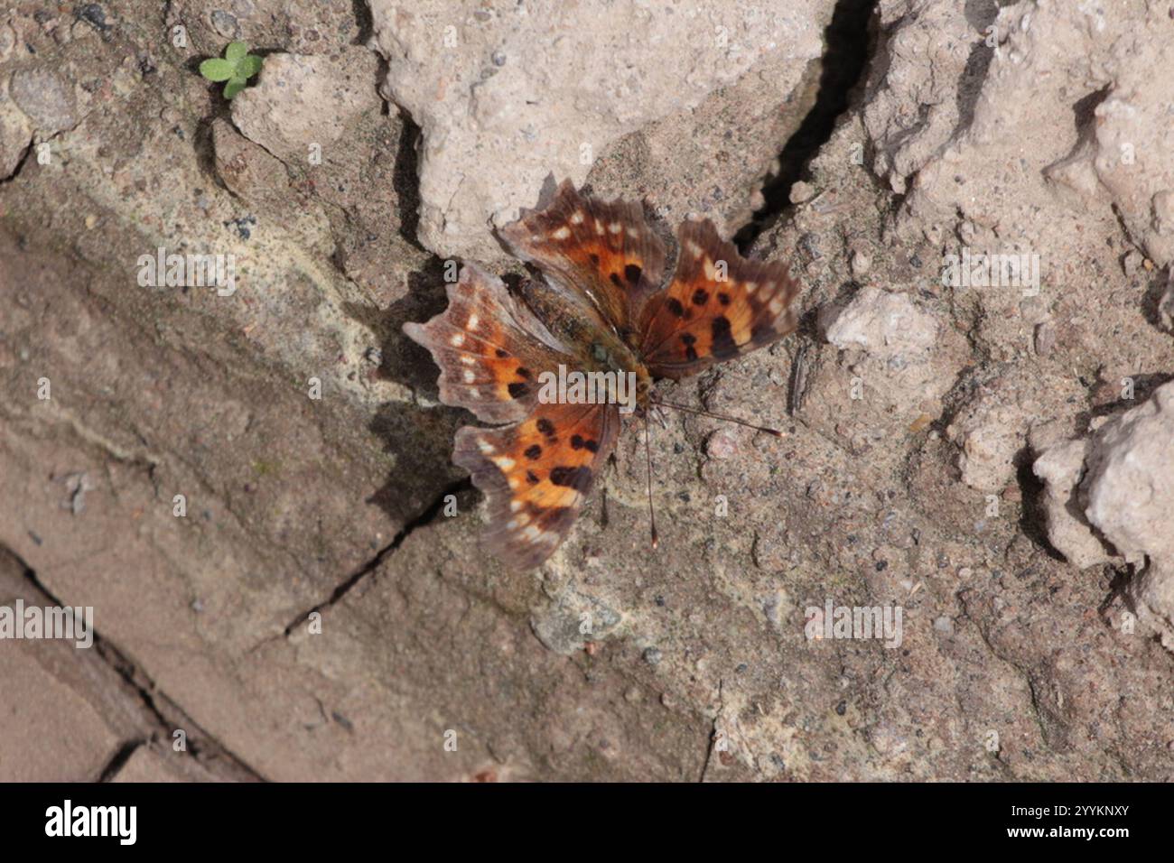 Green Comma (Polygonia faunus Stock Photo - Alamy