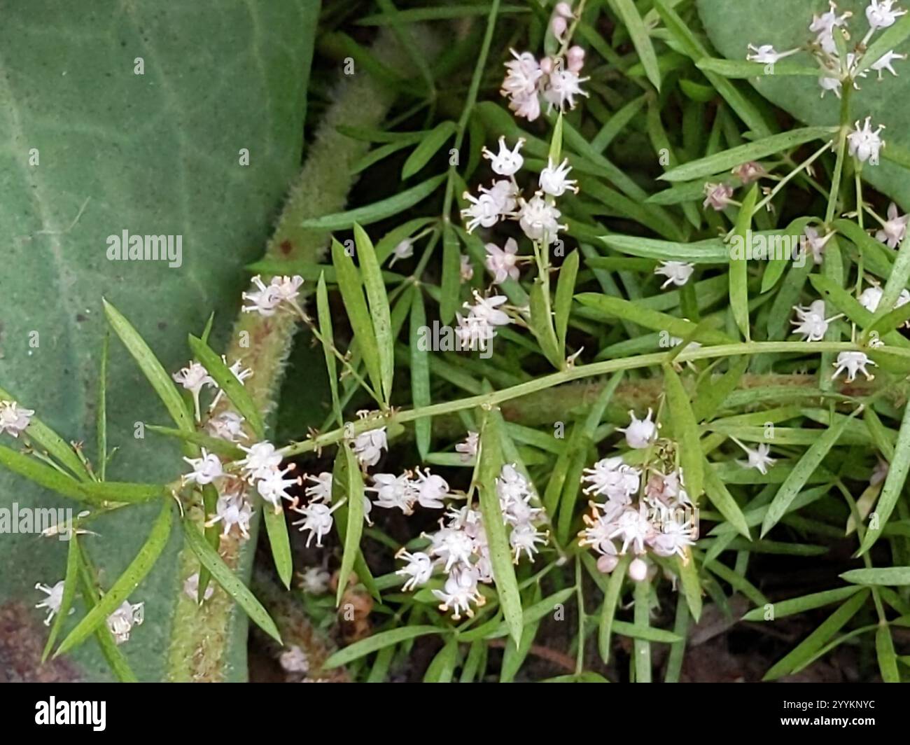 African Asparagus (Asparagus aethiopicus Stock Photo - Alamy