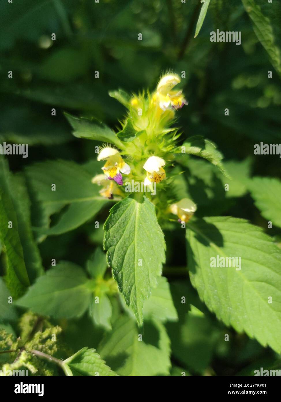 Large-flowered Hemp-nettle (Galeopsis speciosa Stock Photo - Alamy