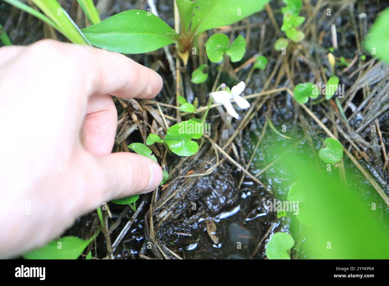 alpine marsh violet (Viola palustris Stock Photo - Alamy