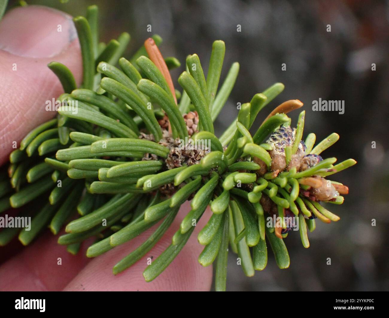 subalpine fir (Abies lasiocarpa Stock Photo - Alamy