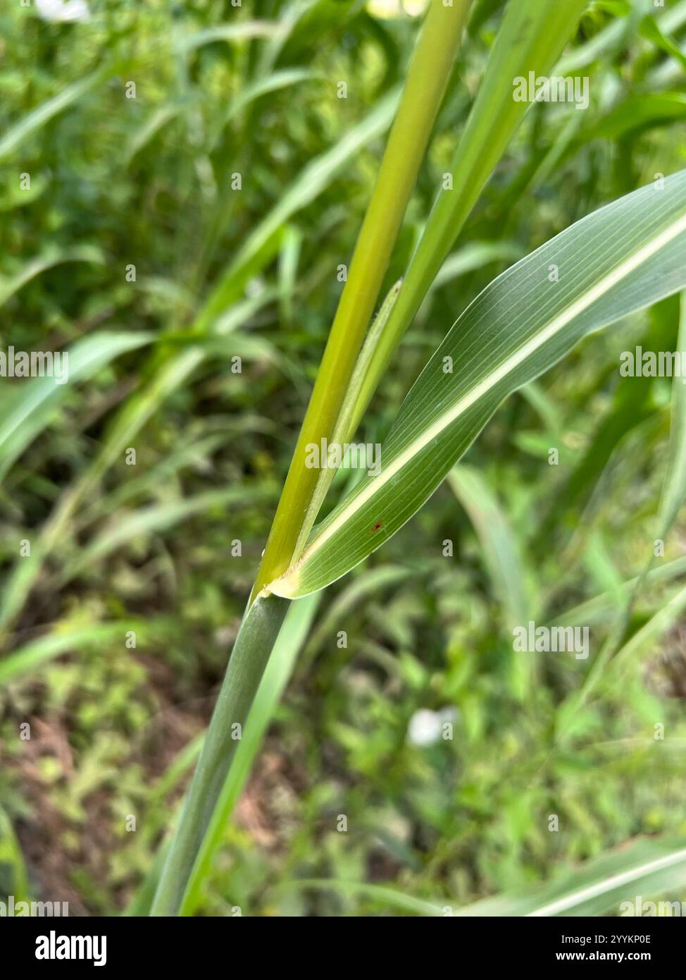 Johnson grass (Sorghum halepense Stock Photo - Alamy