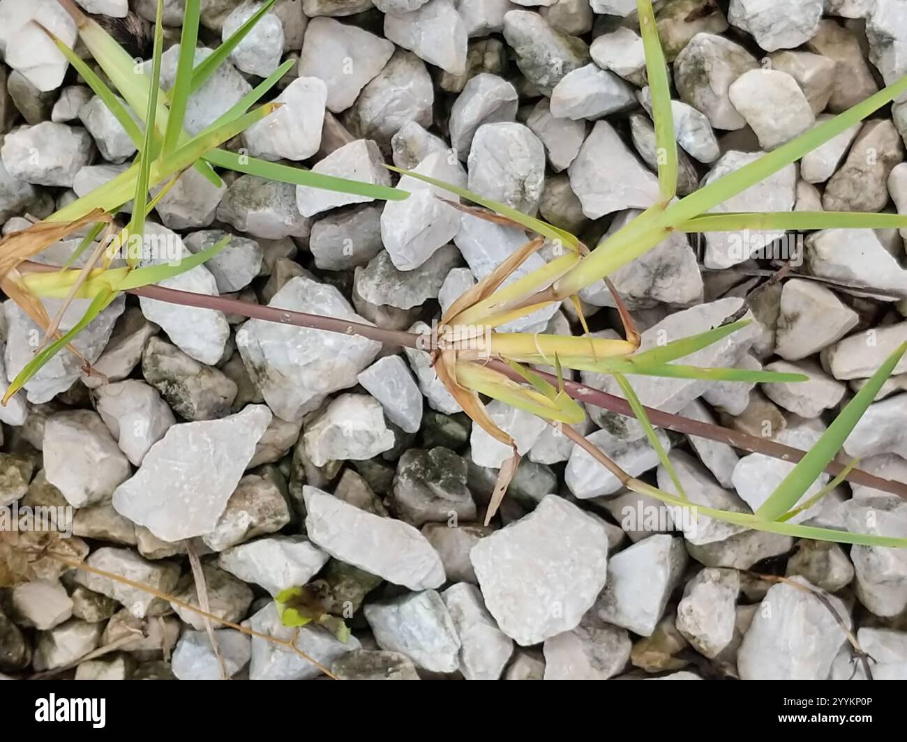 Stenotaphrum hi-res stock photography and images - Alamy