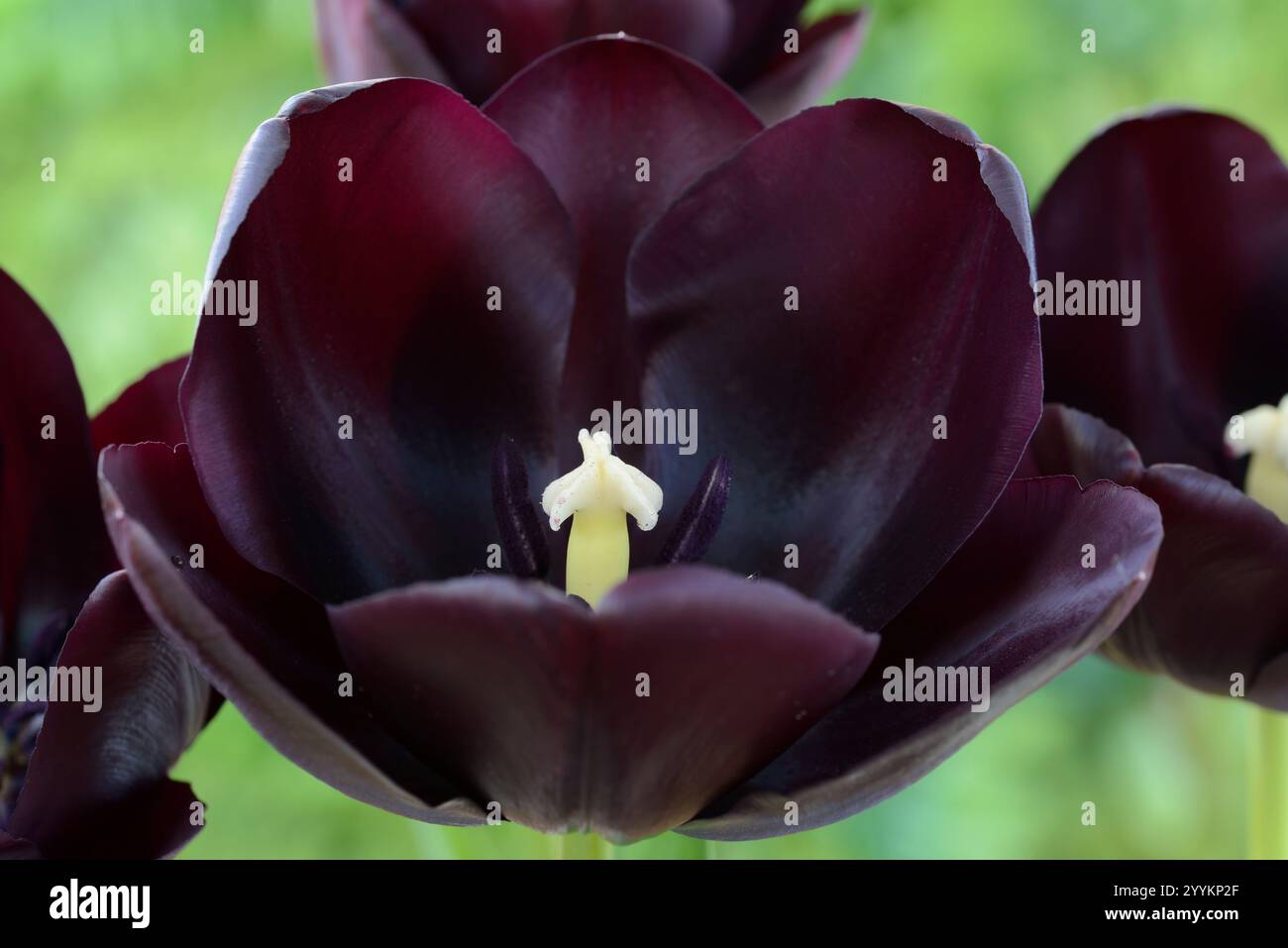 Tulipa 'Queen of Night' Tulip Single Late Group Stock Photo - Alamy