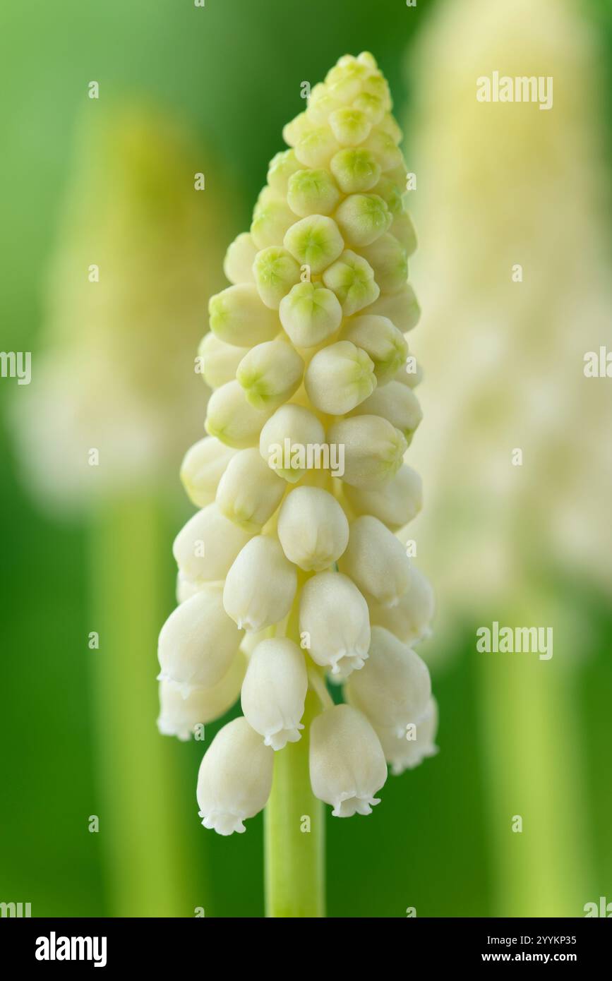 Grape hyacinth album hi-res stock photography and images - Alamy