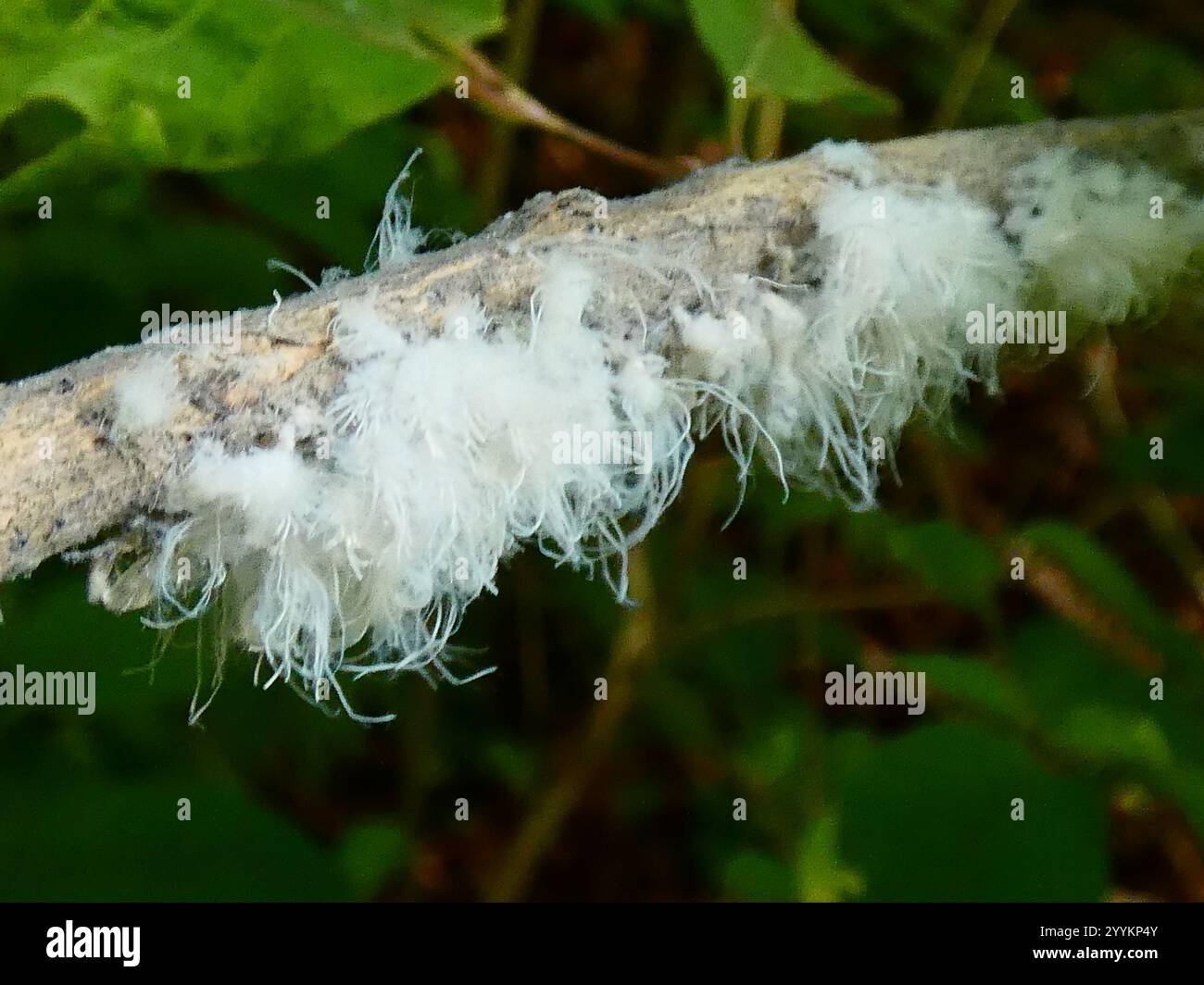 Eurasian Woolly Honeysuckle Aphid (Prociphilus xylostei Stock Photo - Alamy