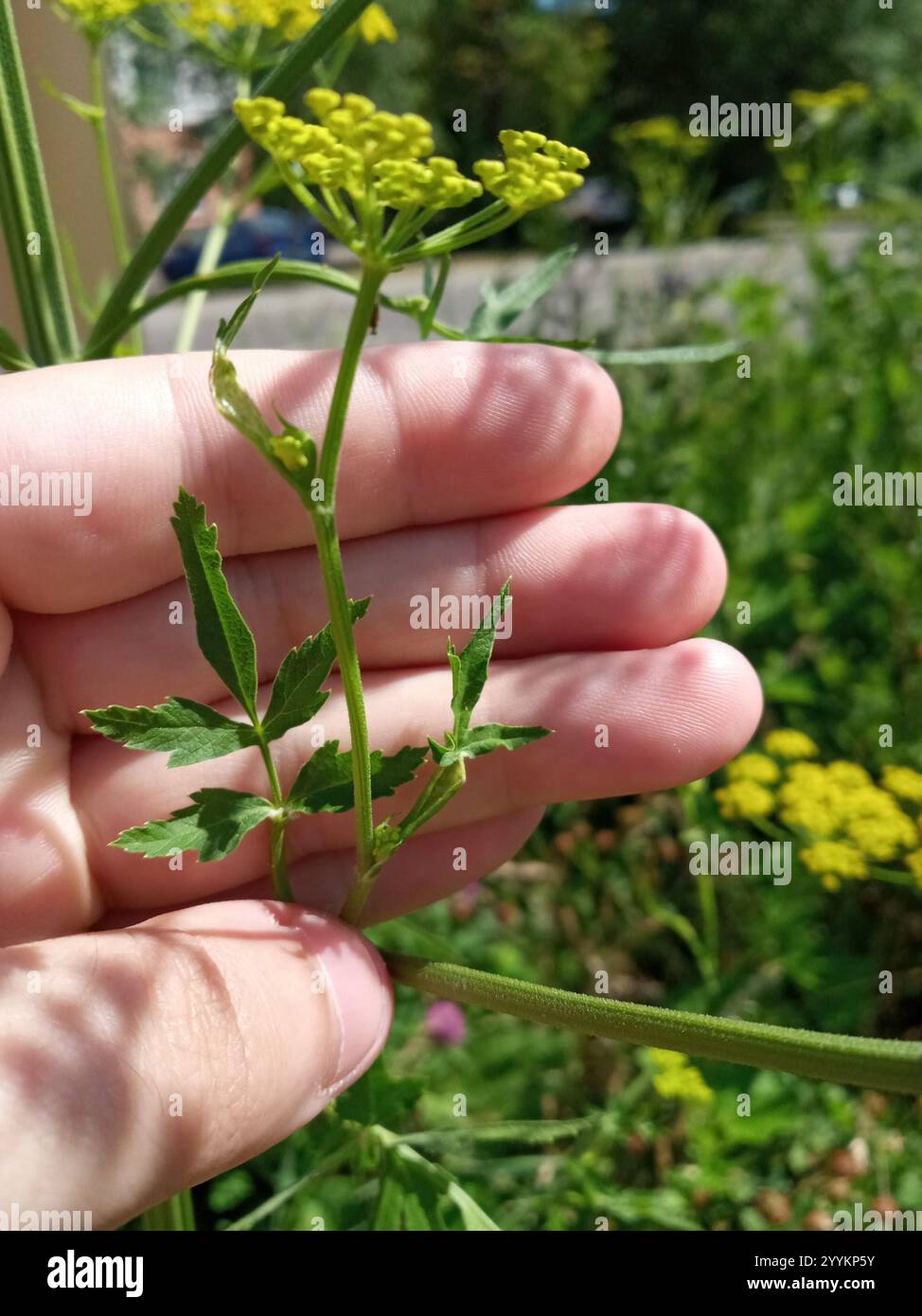 (Pastinaca sativa sylvestris Stock Photo - Alamy