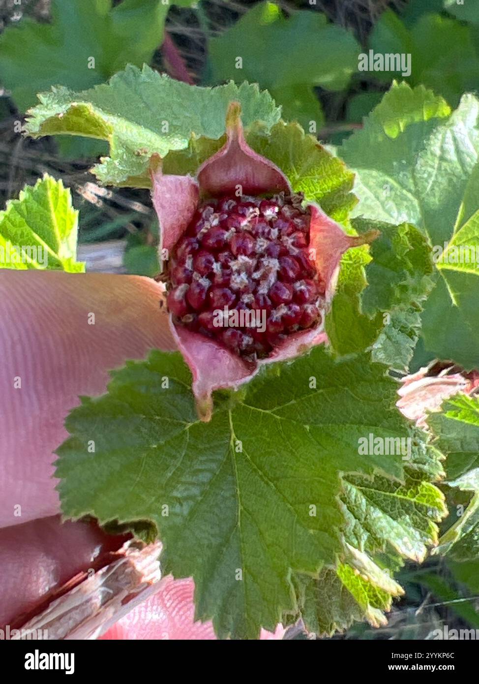 Rocky Mountain raspberry (Rubus deliciosus Stock Photo - Alamy