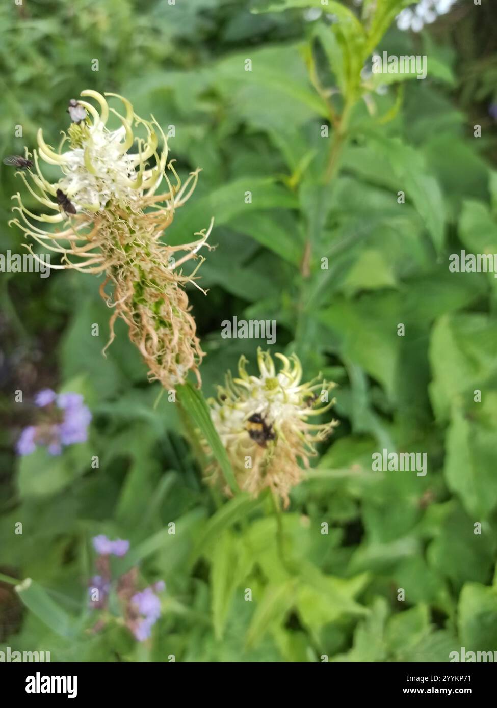 Spiked Rampion (Phyteuma spicatum spicatum Stock Photo - Alamy