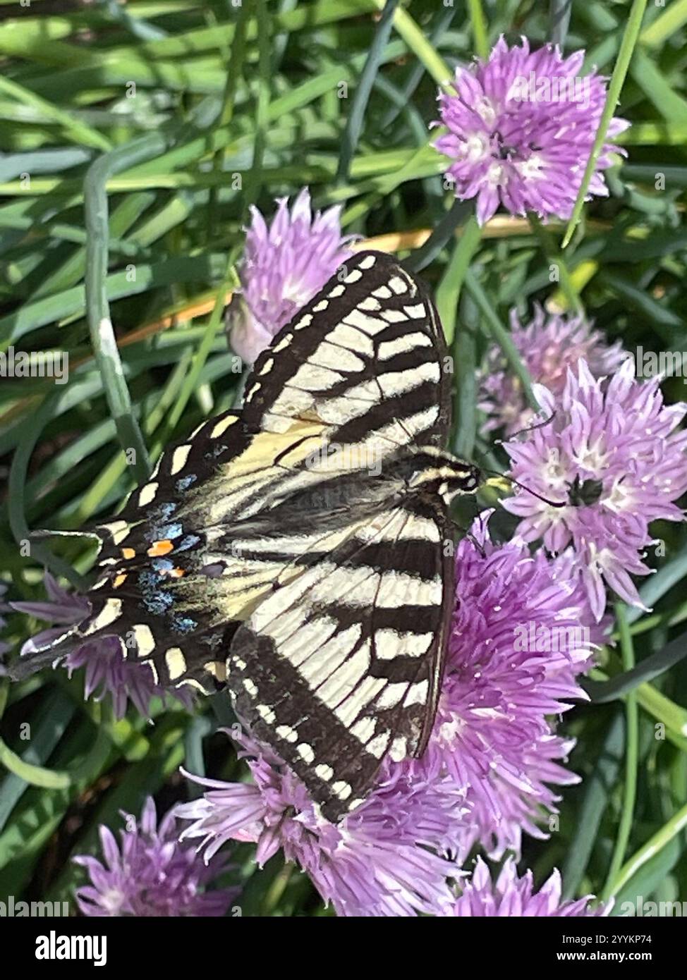 Canadian Tiger Swallowtail (Papilio canadensis Stock Photo - Alamy