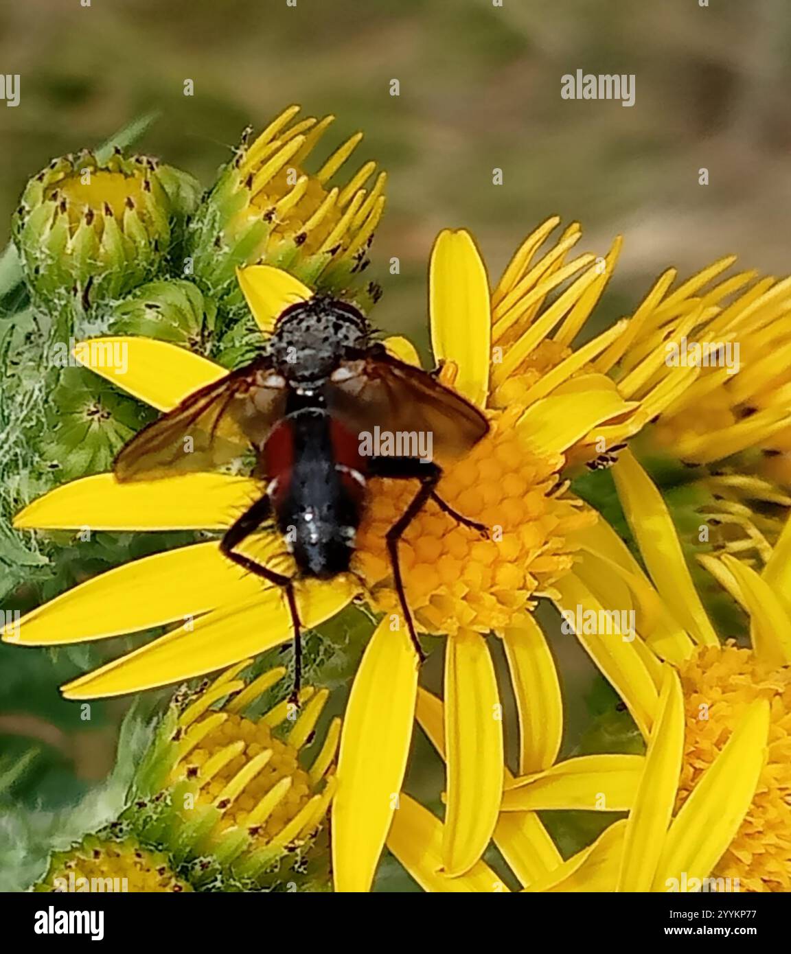 Red Spotted Parasite Fly (Eriothrix rufomaculata Stock Photo - Alamy