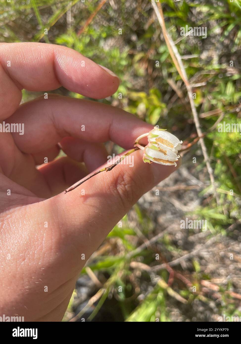 staggerbush (Lyonia mariana Stock Photo - Alamy