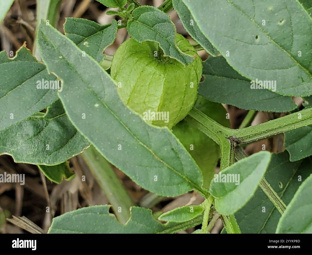 Longleaf ground cherry hi-res stock photography and images - Alamy