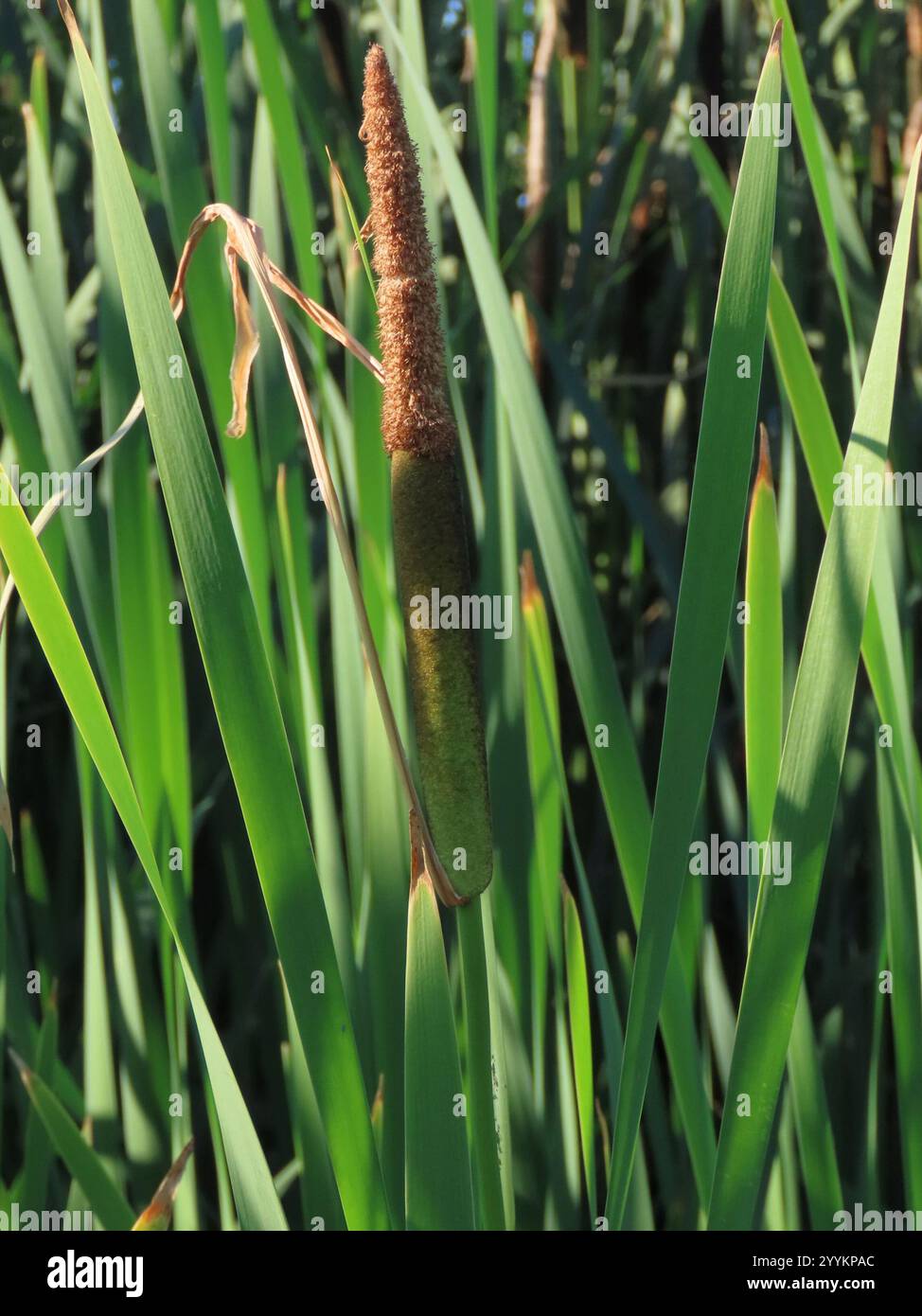 broadleaf cattail (Typha latifolia Stock Photo - Alamy