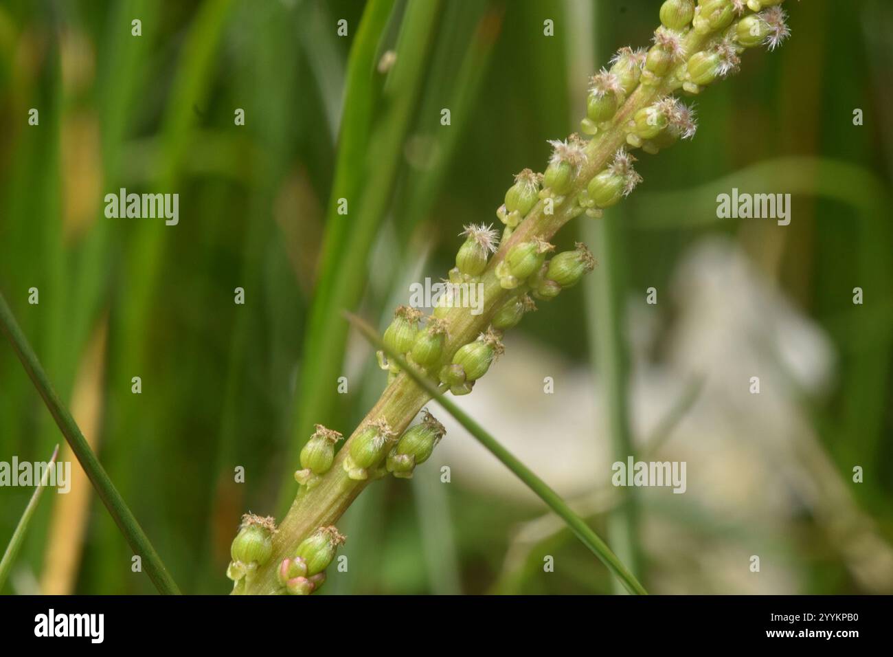 common arrowgrass (Triglochin maritima Stock Photo - Alamy