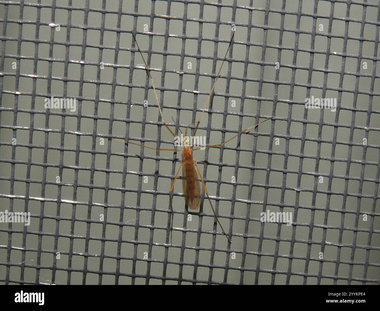 Nephrotoma ferruginea hi-res stock photography and images - Alamy