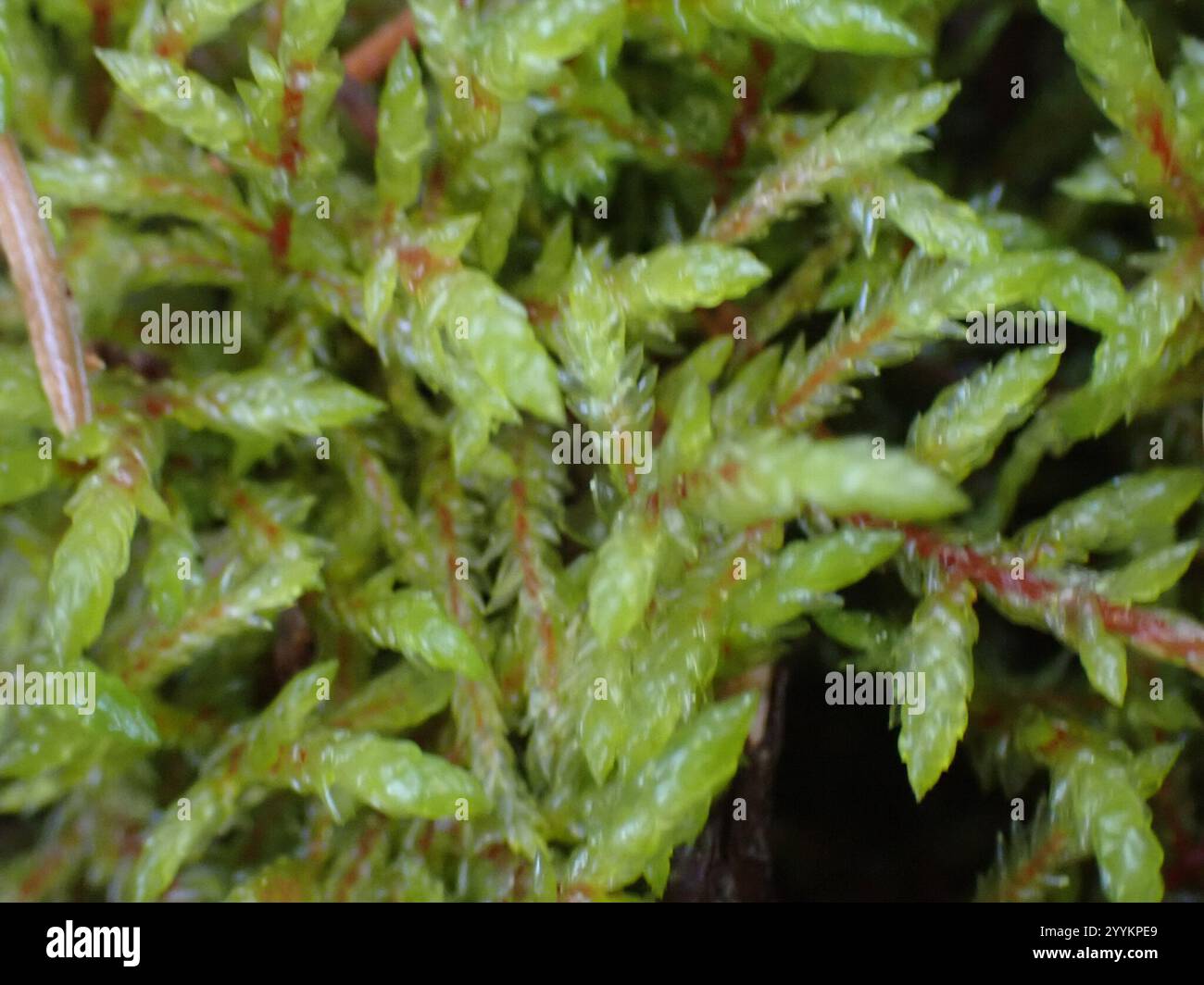 Red-stemmed Feather Moss (Pleurozium schreberi Stock Photo - Alamy