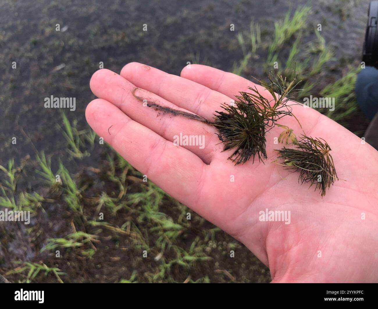 coontail (Ceratophyllum demersum Stock Photo - Alamy