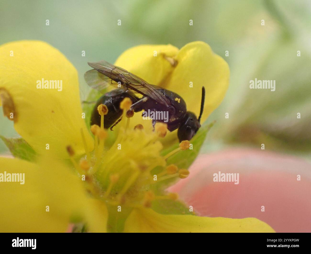 Masked Bees (Hylaeus Stock Photo - Alamy