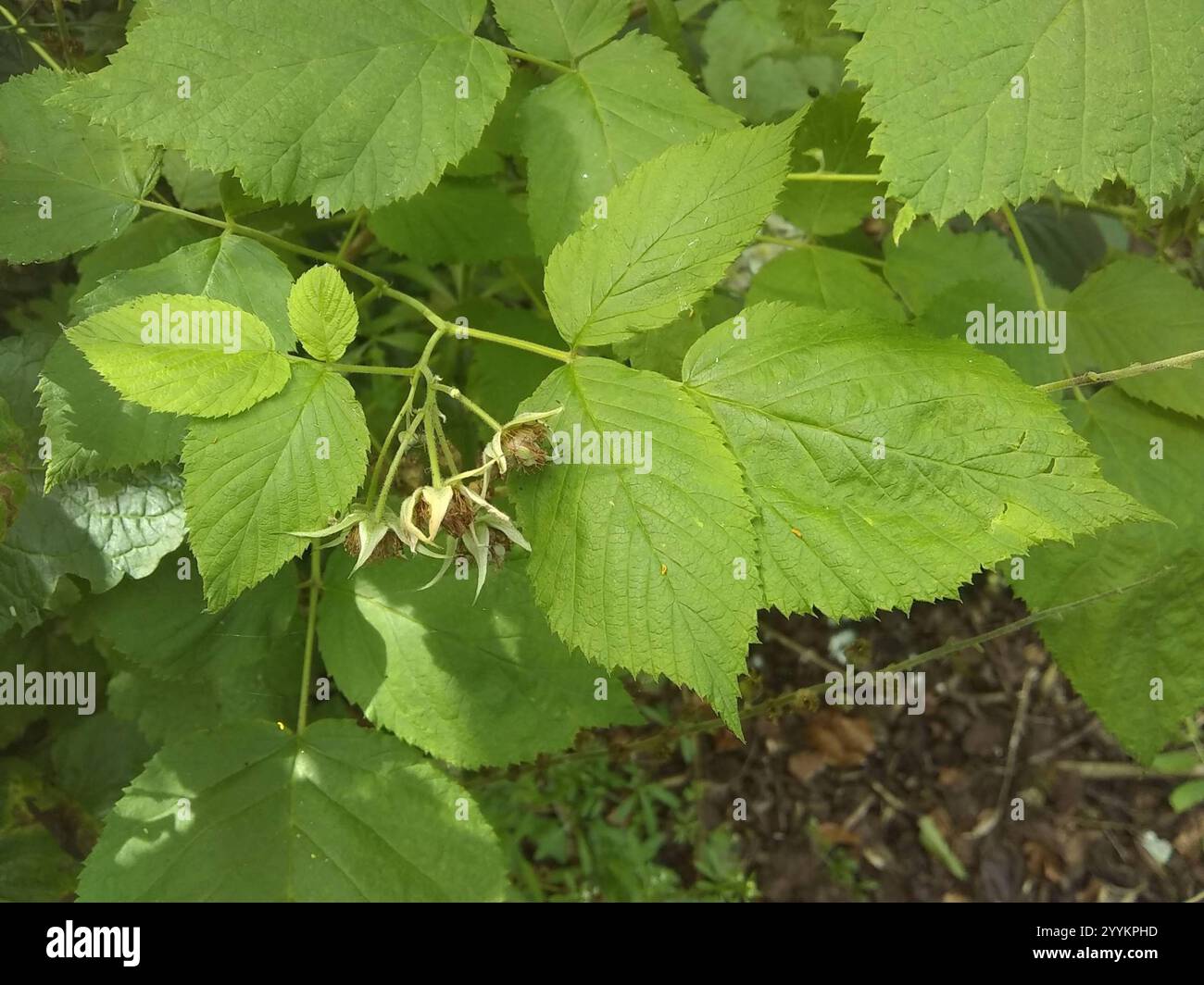 red raspberry (Rubus idaeus Stock Photo - Alamy