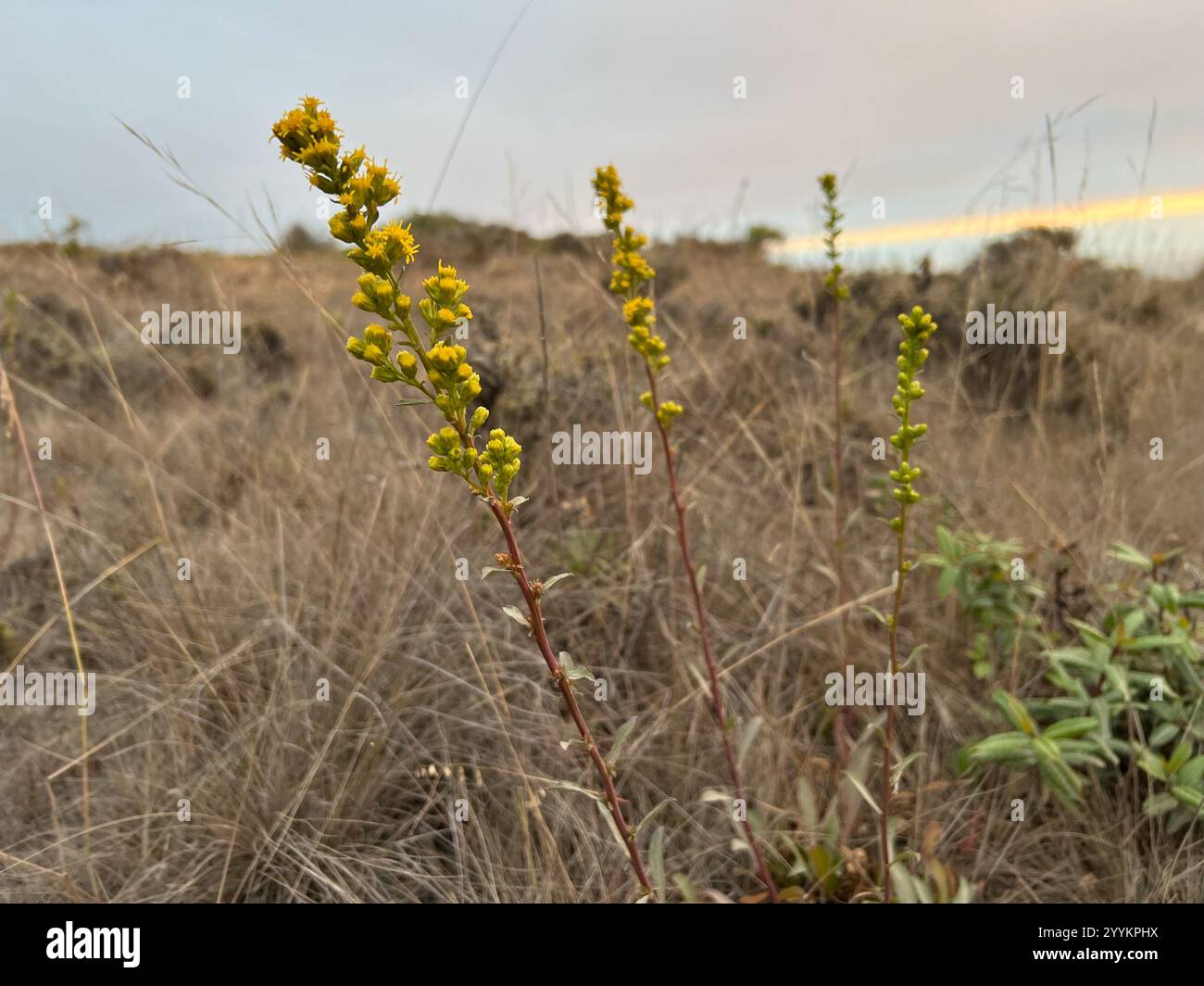 velvety goldenrod (Solidago velutina Stock Photo - Alamy