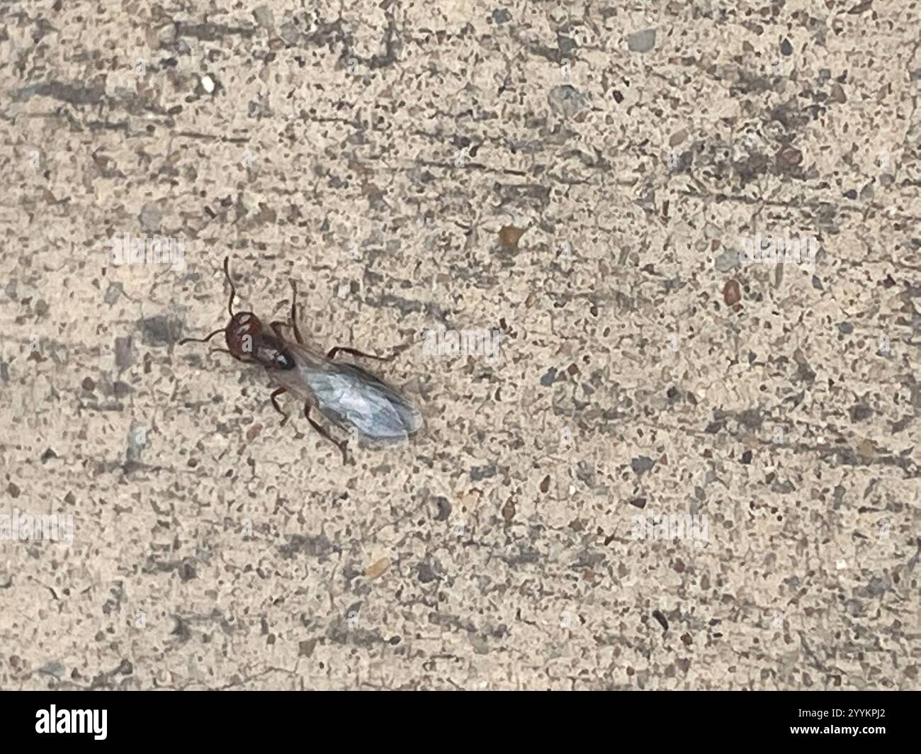 Shiny Acrobat Ant (Crematogaster laeviuscula Stock Photo - Alamy