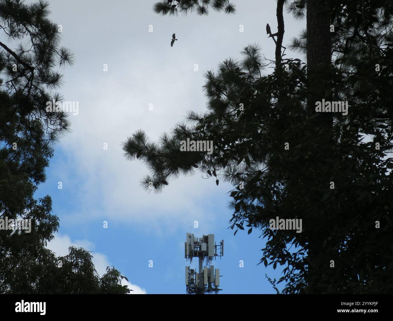 loblolly pine (Pinus taeda Stock Photo - Alamy