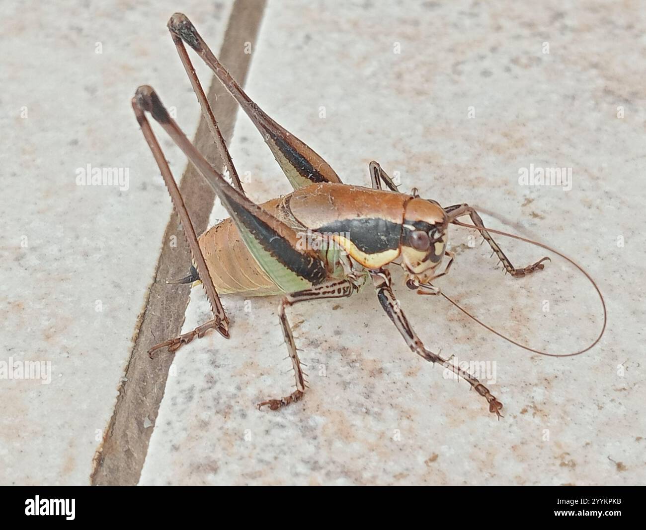 Greek Marbled Bush-cricket (Eupholidoptera megastyla Stock Photo - Alamy