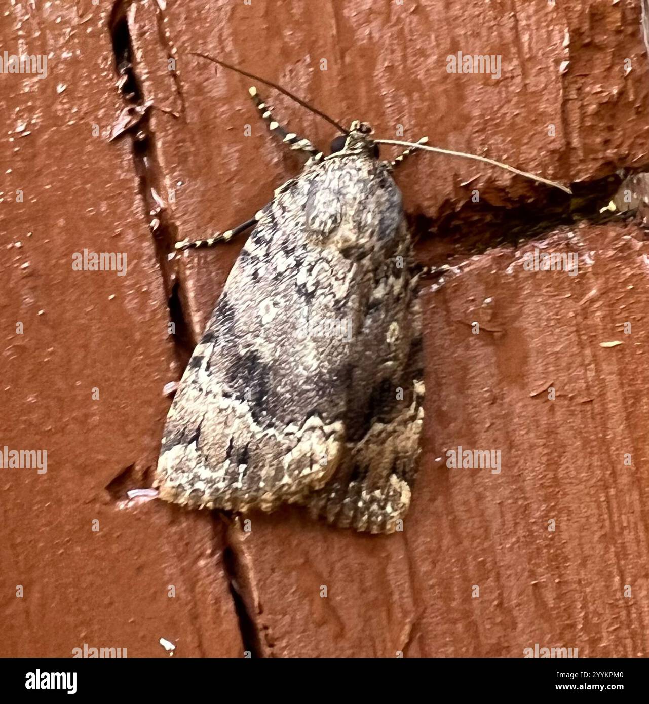 American Copper Underwing (Amphipyra pyramidoides Stock Photo - Alamy