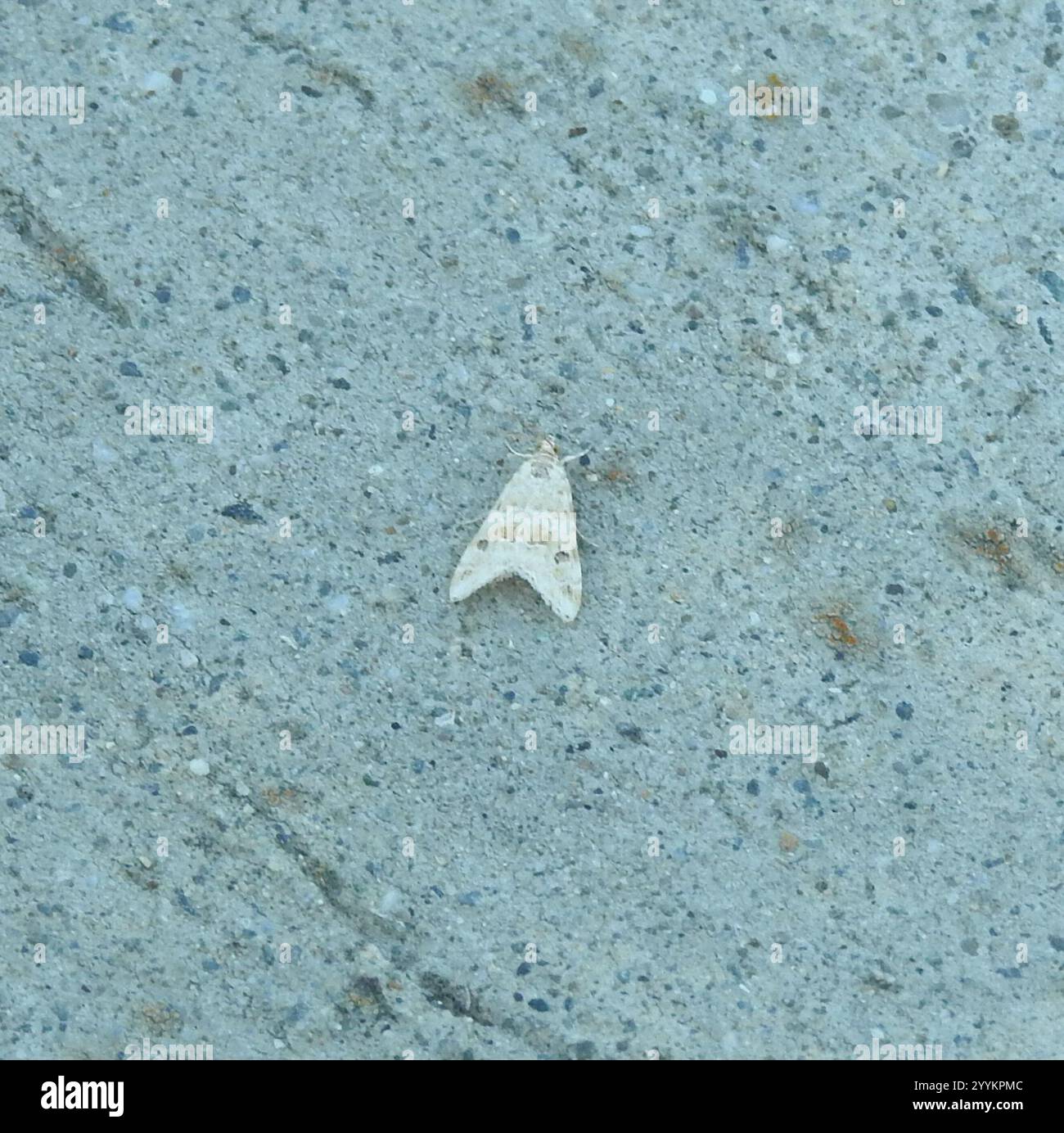 Cabbage Webworm Moth (Hellula rogatalis Stock Photo - Alamy