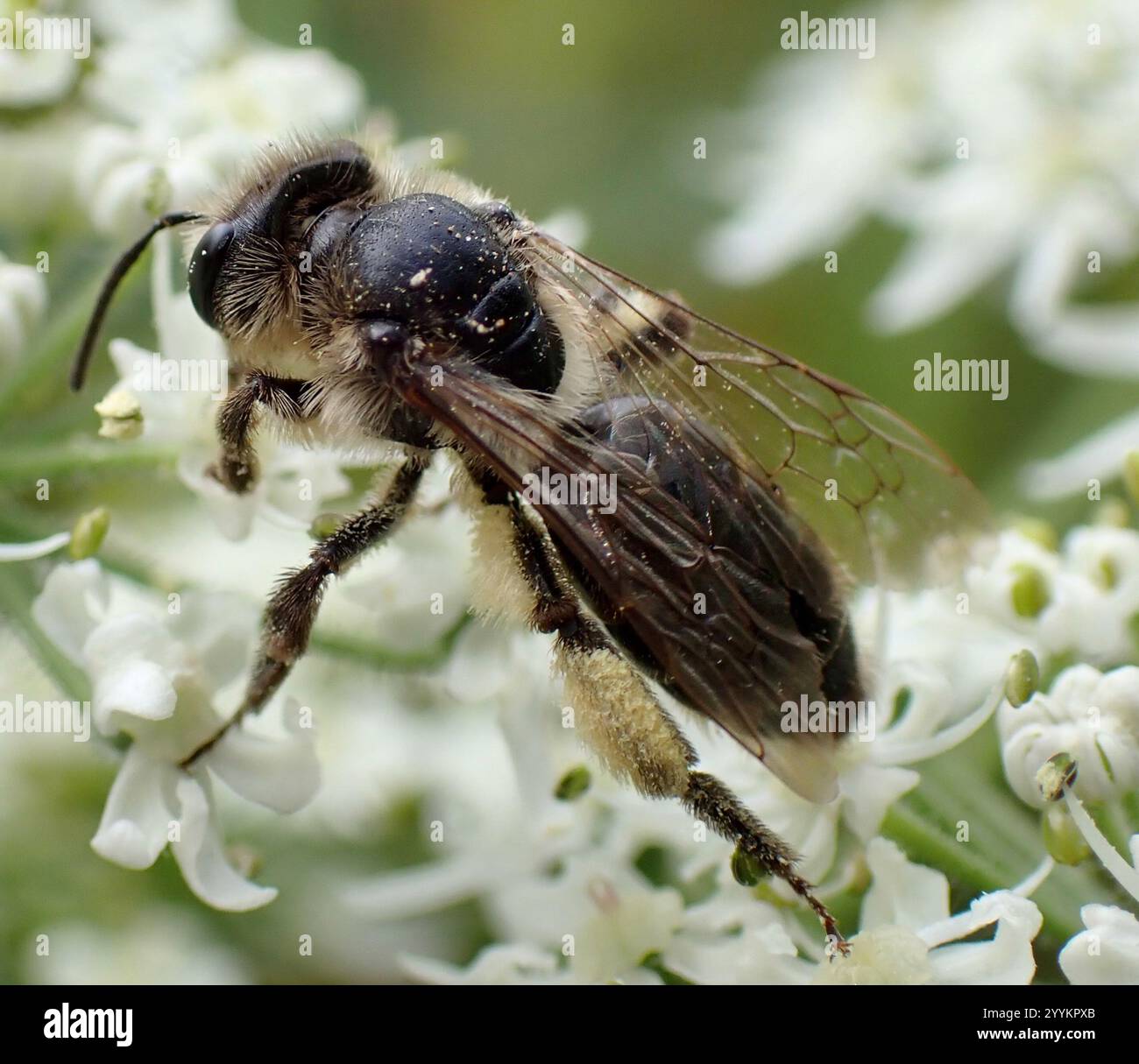 Mining Bees (Andrena Stock Photo - Alamy