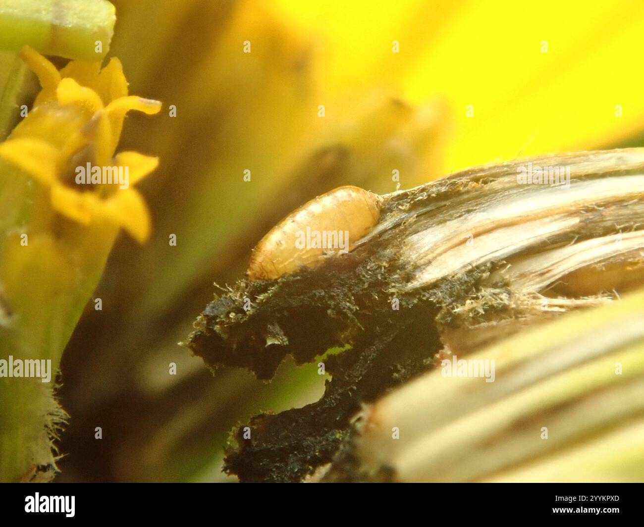 Winged and Once-winged Insects (Pterygota Stock Photo - Alamy