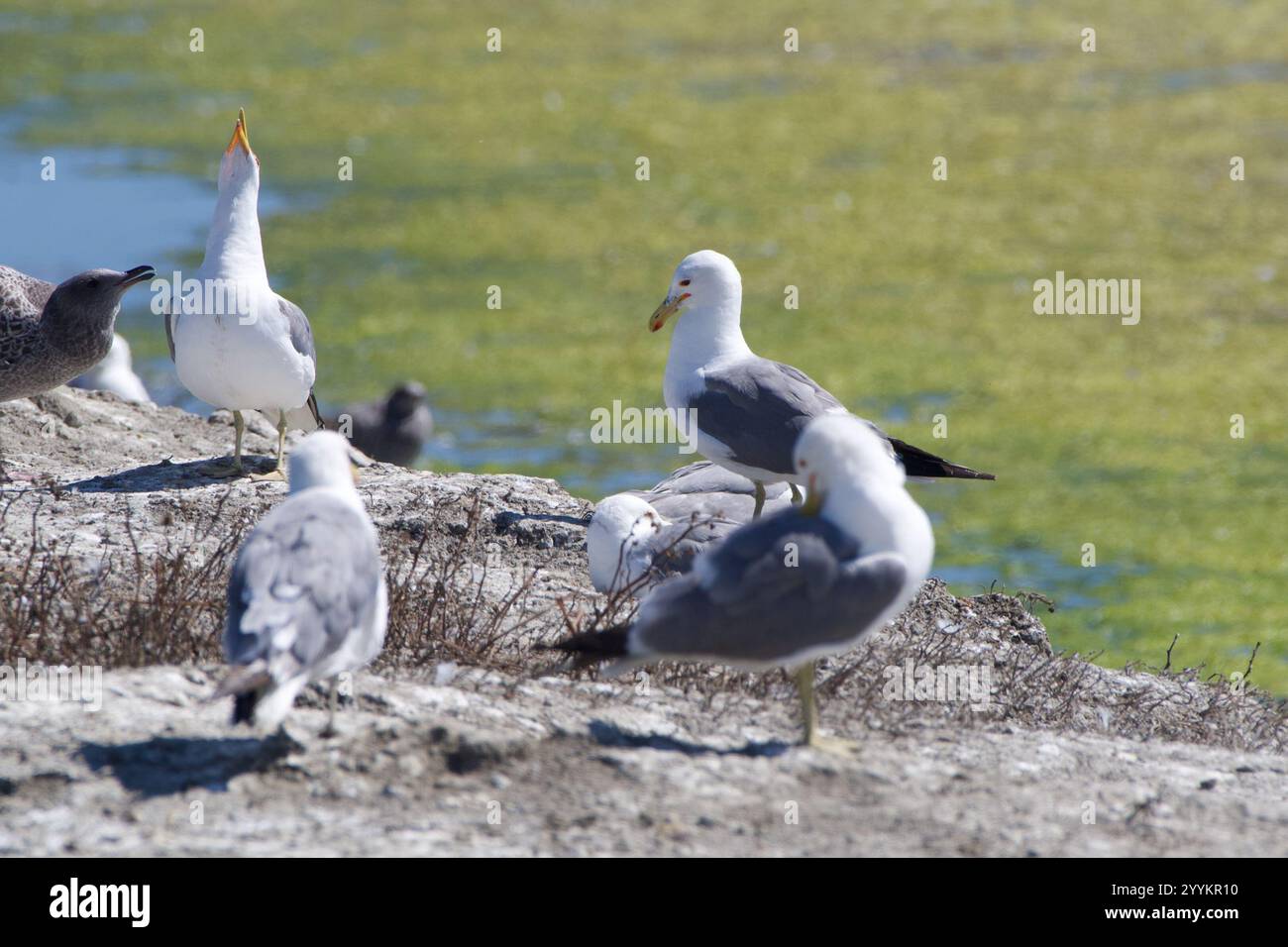 California Gull (Larus californicus Stock Photo - Alamy