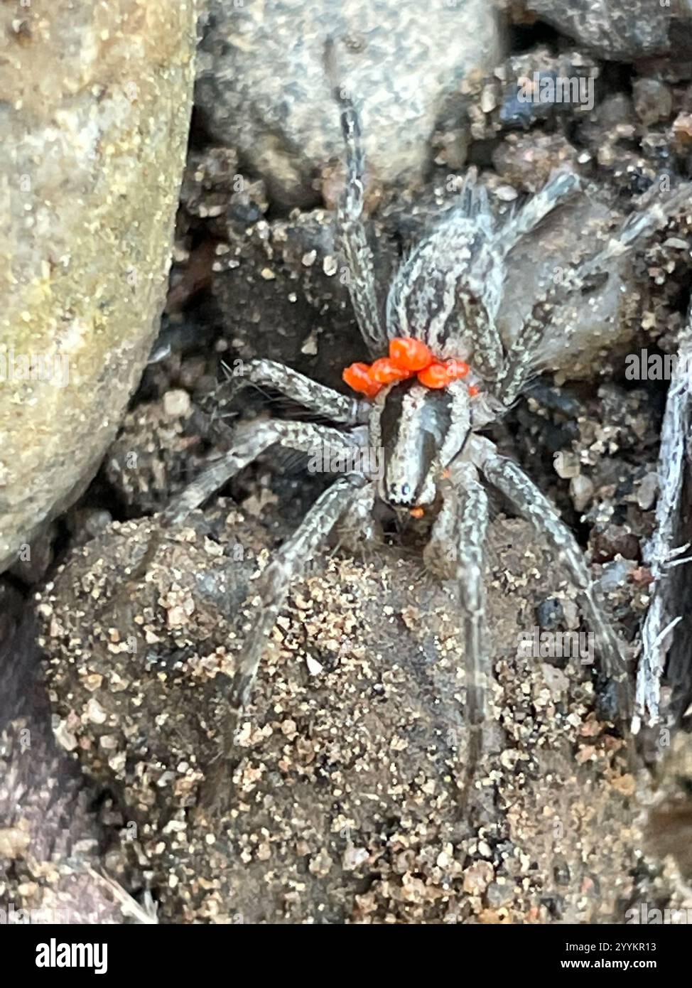 Grass Spiders (Agelenopsis Stock Photo - Alamy