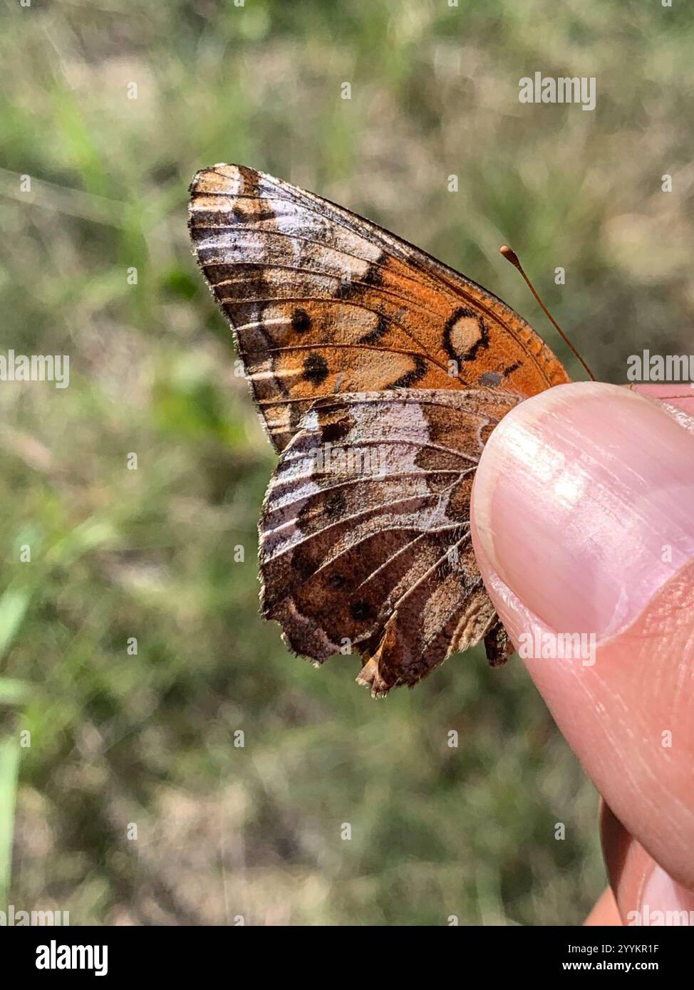 Variegated Fritillary (Euptoieta claudia Stock Photo - Alamy