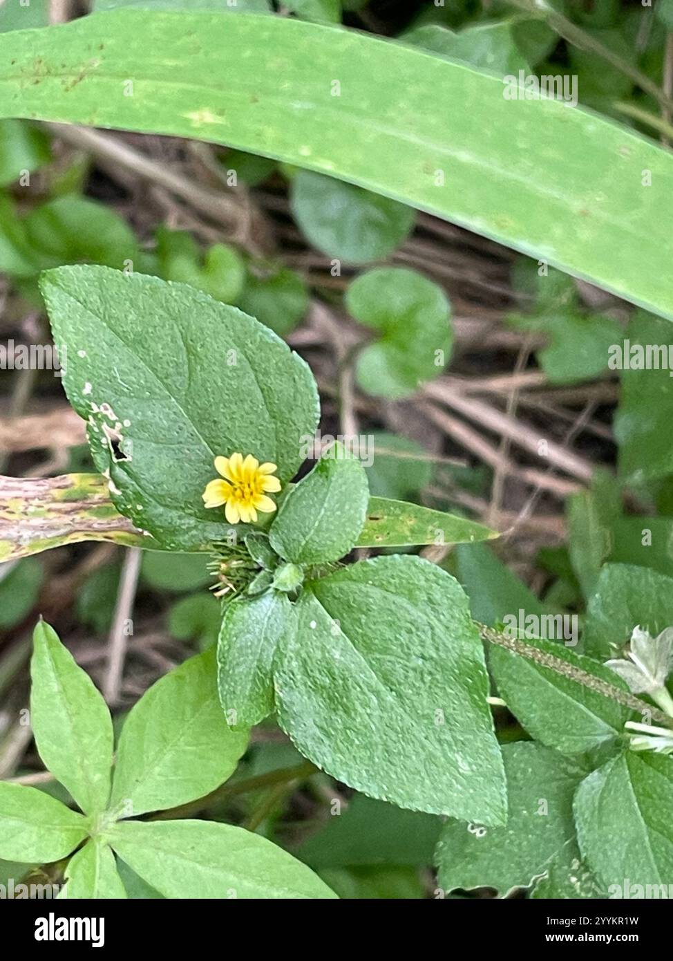 straggler daisy (Calyptocarpus vialis Stock Photo - Alamy