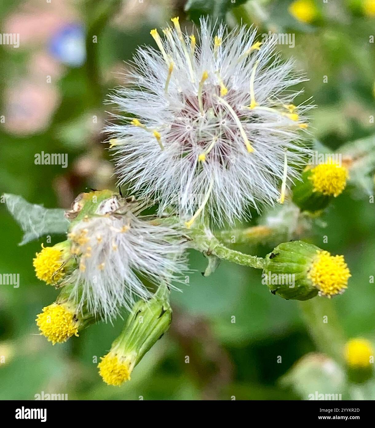 common groundsel (Senecio vulgaris Stock Photo - Alamy