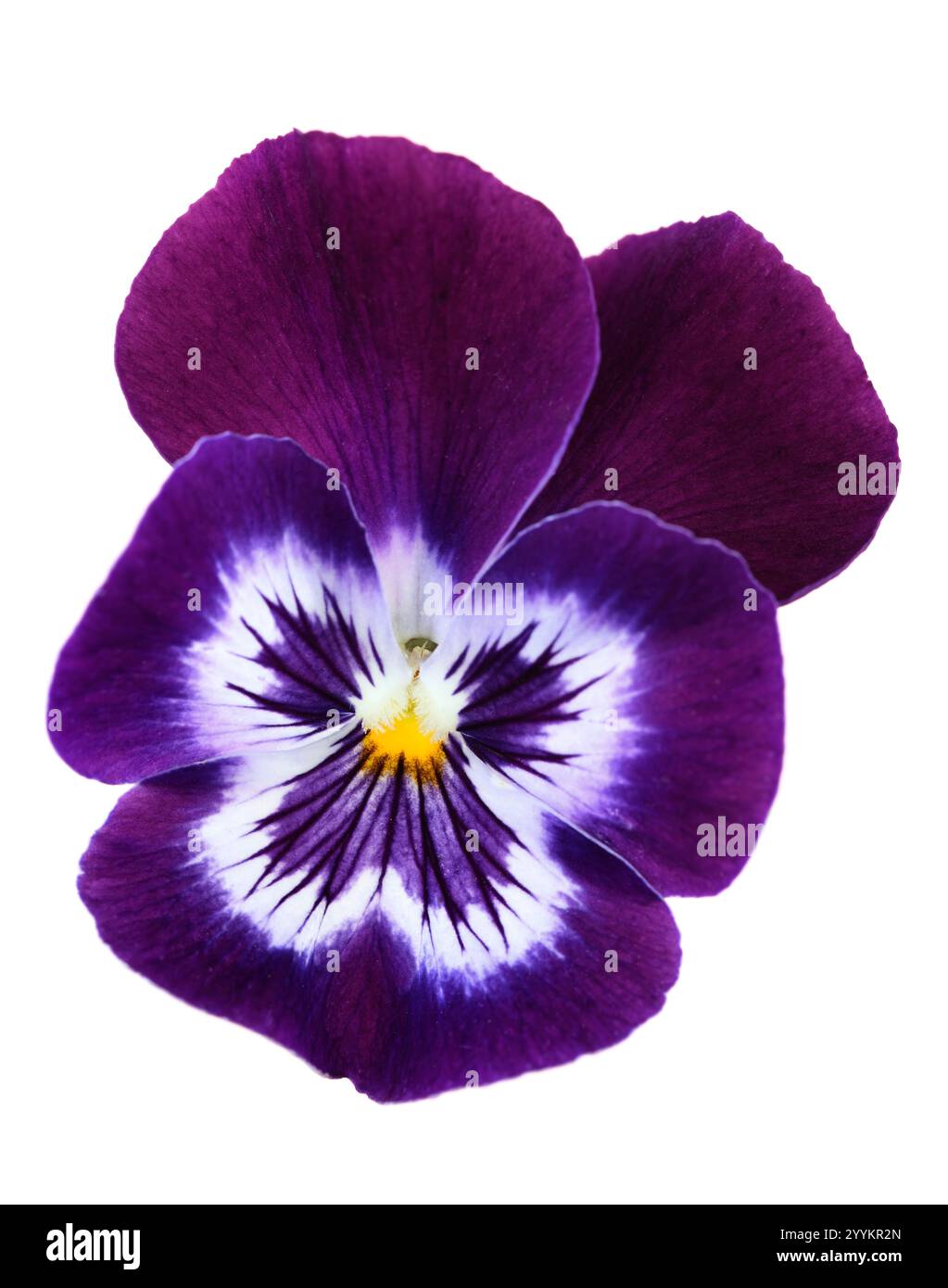 viola pansy A hardy perennial often grown as an annual Stock Photo - Alamy