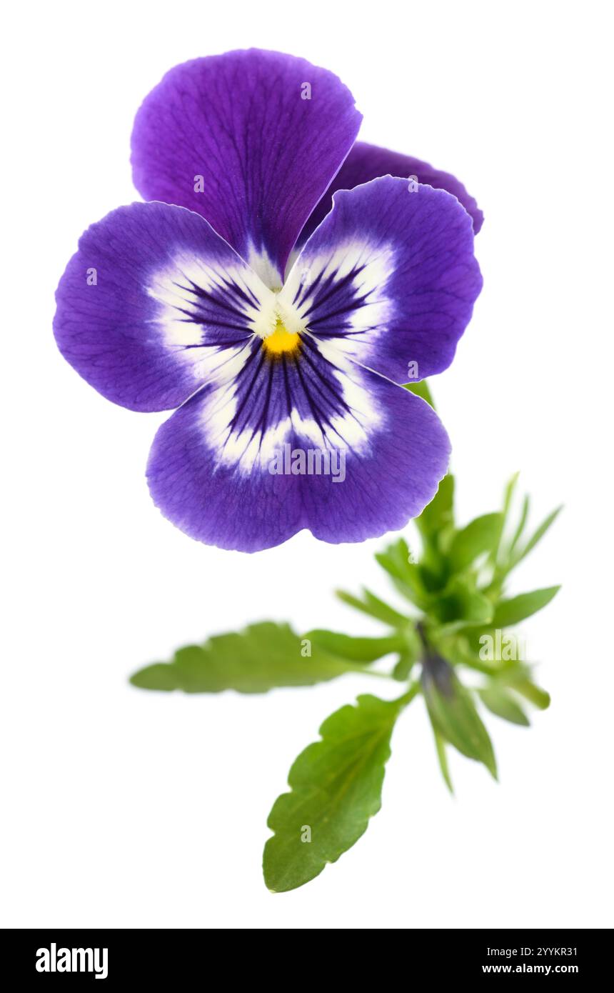 Hardy plant life Cut Out Stock Images & Pictures - Alamy
