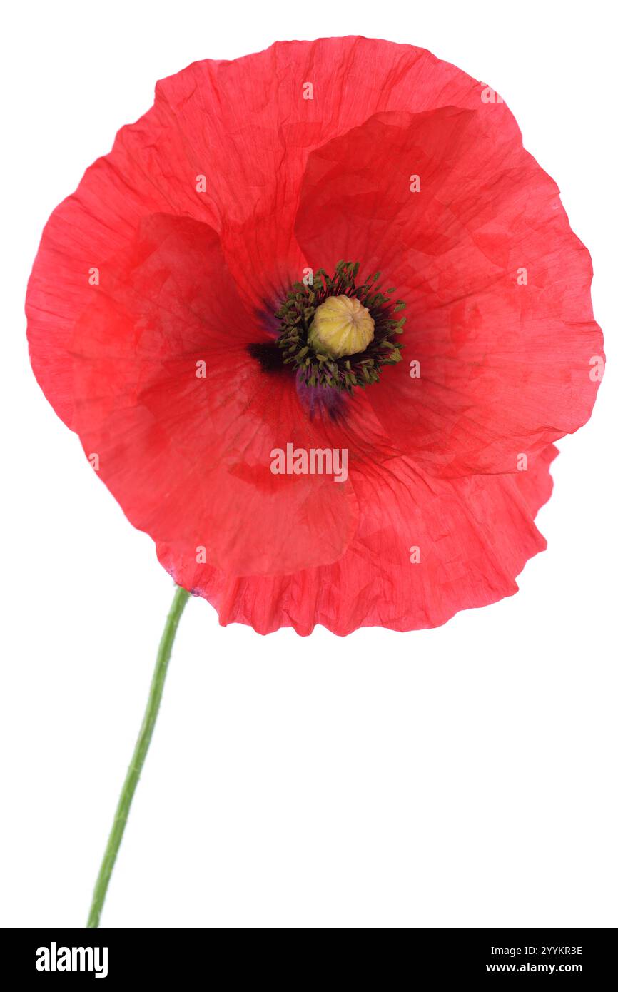 Close up wild poppy Cut Out Stock Images & Pictures - Alamy