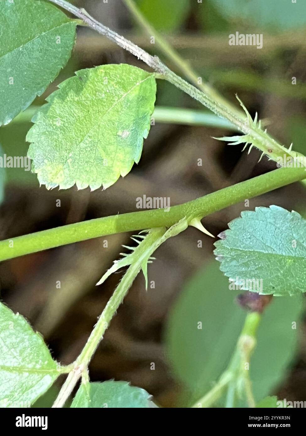 multiflora rose (Rosa multiflora Stock Photo - Alamy