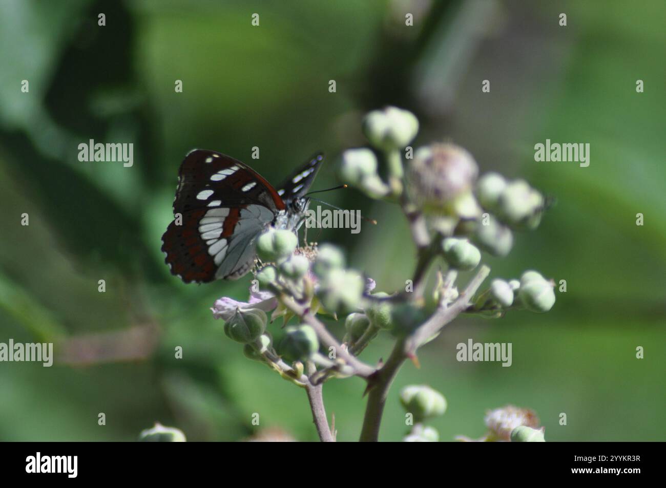 Southern White Admiral (Limenitis reducta Stock Photo - Alamy