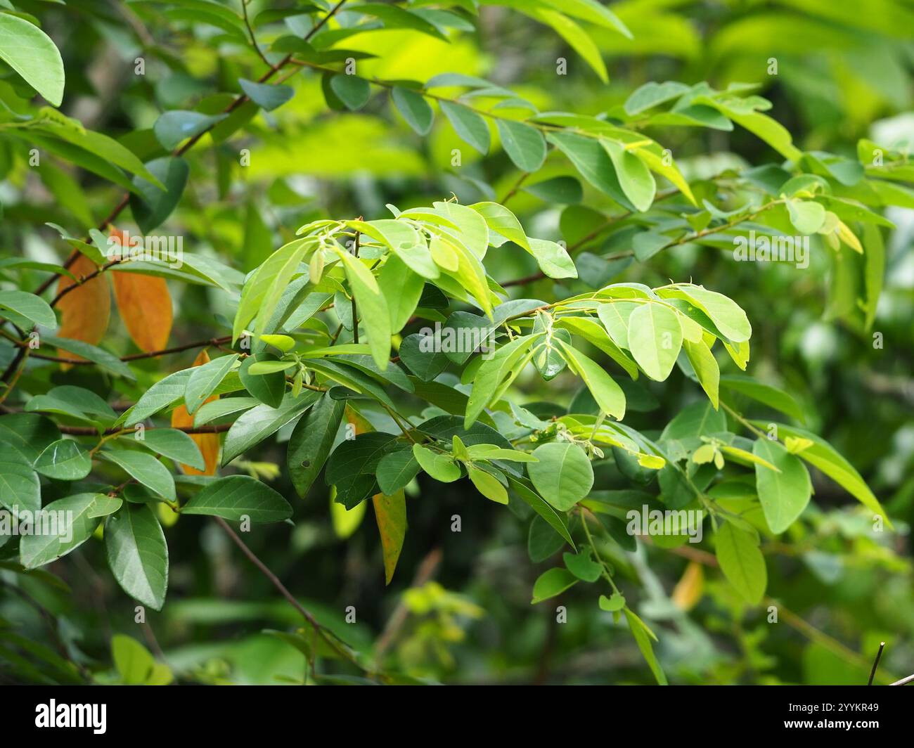 Pop-gun Seed (Bridelia tomentosa Stock Photo - Alamy