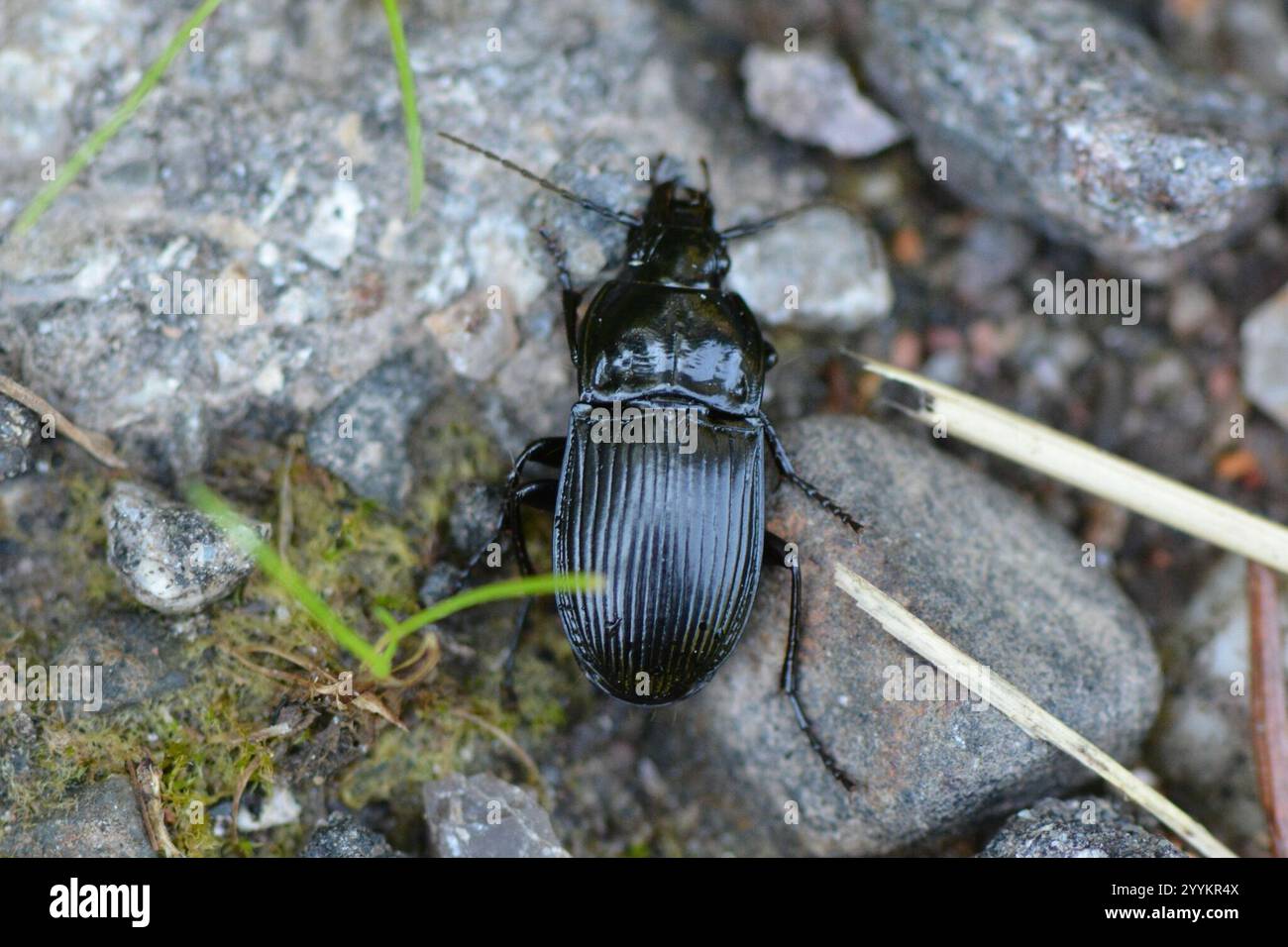 Abax ovalis hi-res stock photography and images - Alamy