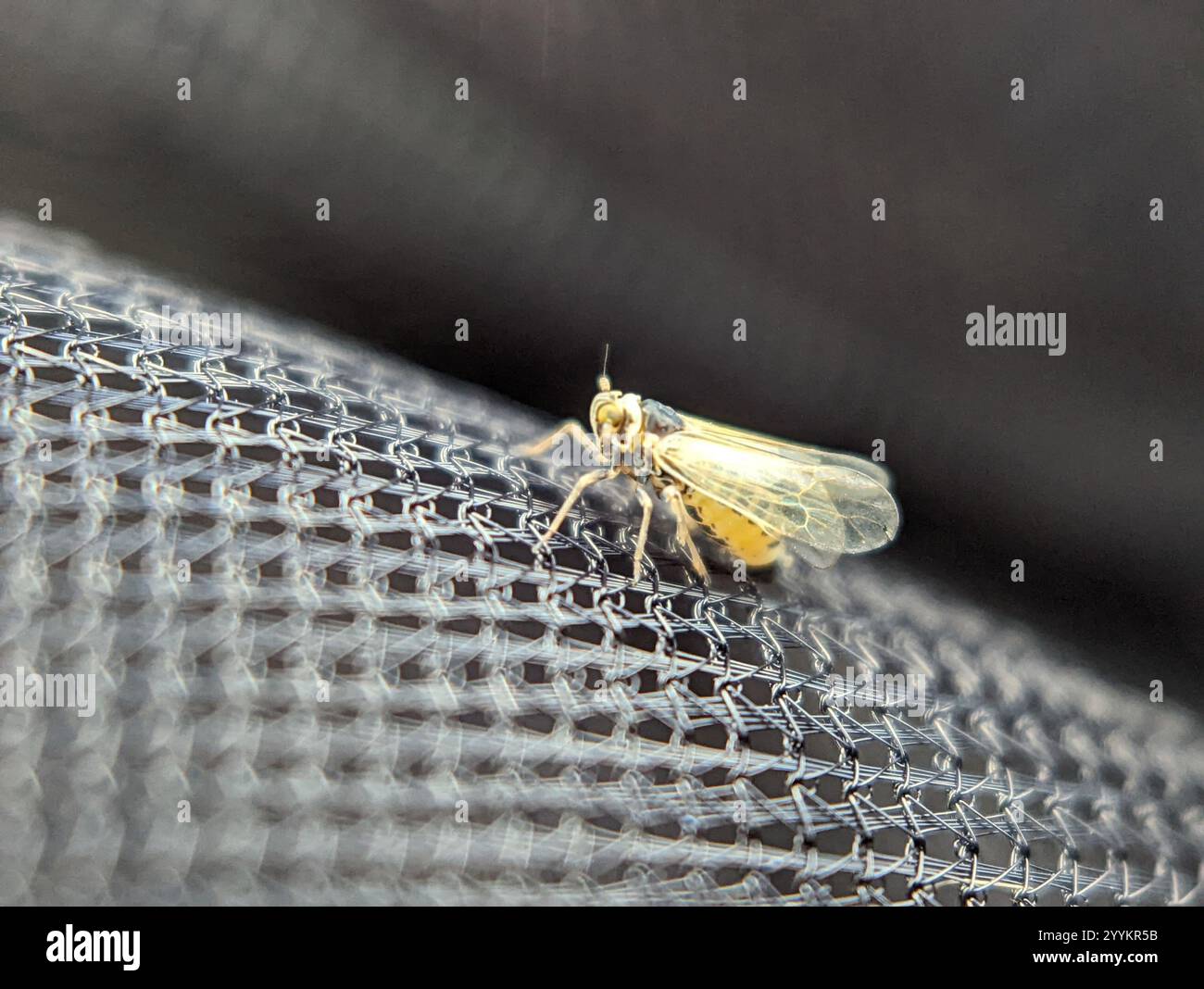 Delphacid planthoppers hi-res stock photography and images - Alamy