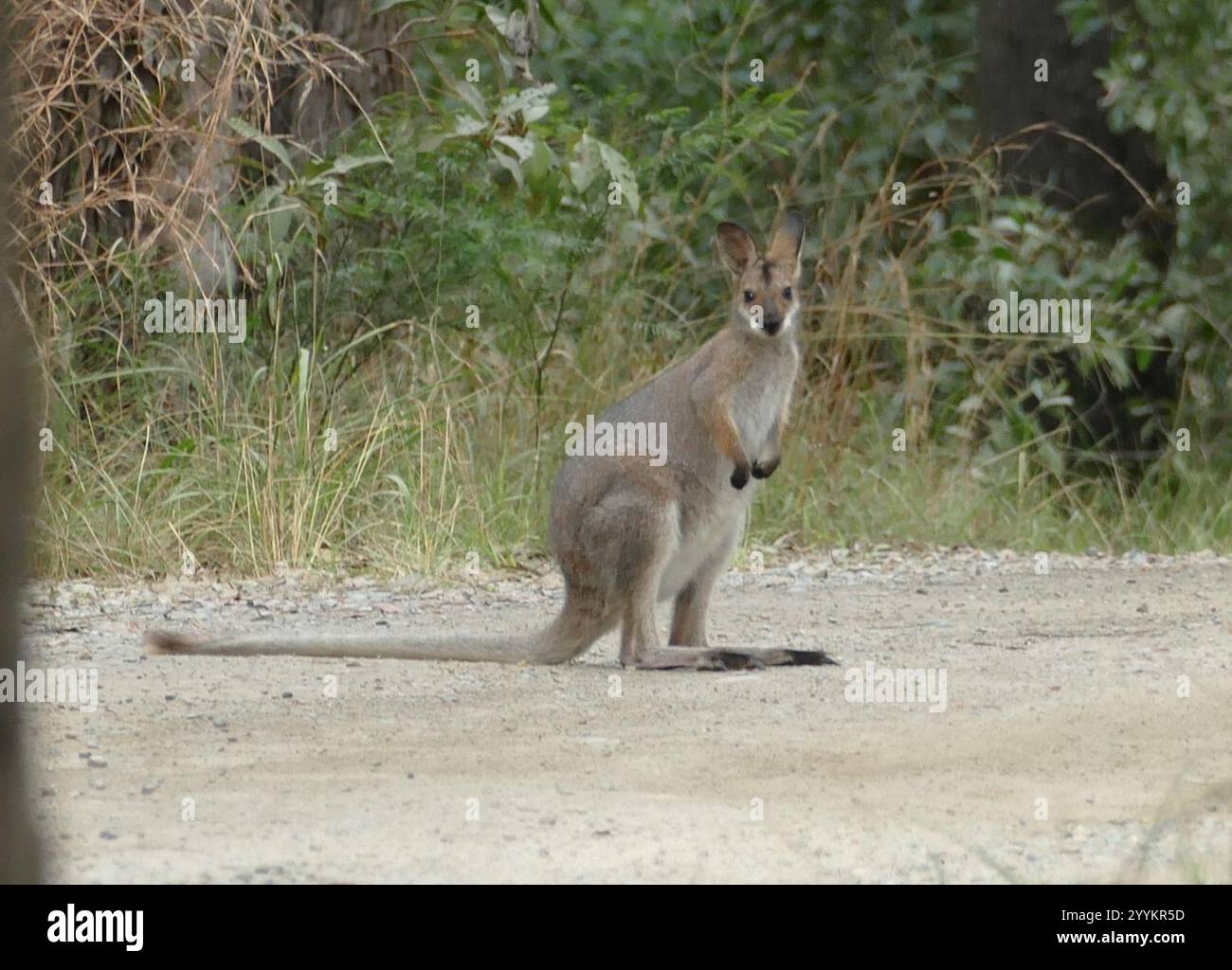Red-necked Wallaby (Notamacropus rufogriseus Stock Photo - Alamy