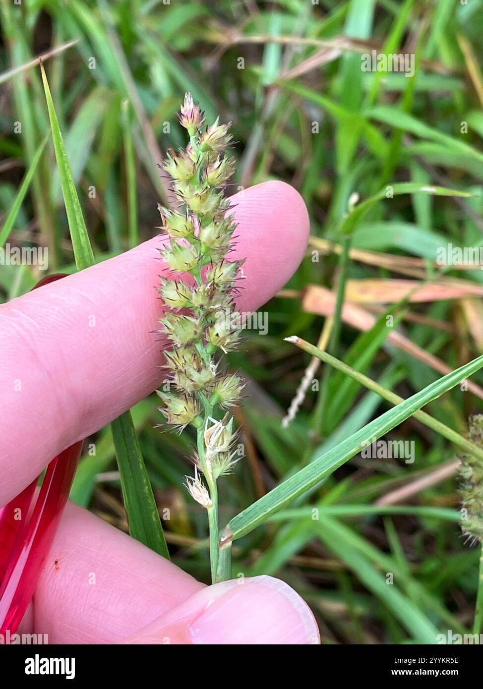 Southern Sandbur (Cenchrus echinatus Stock Photo - Alamy