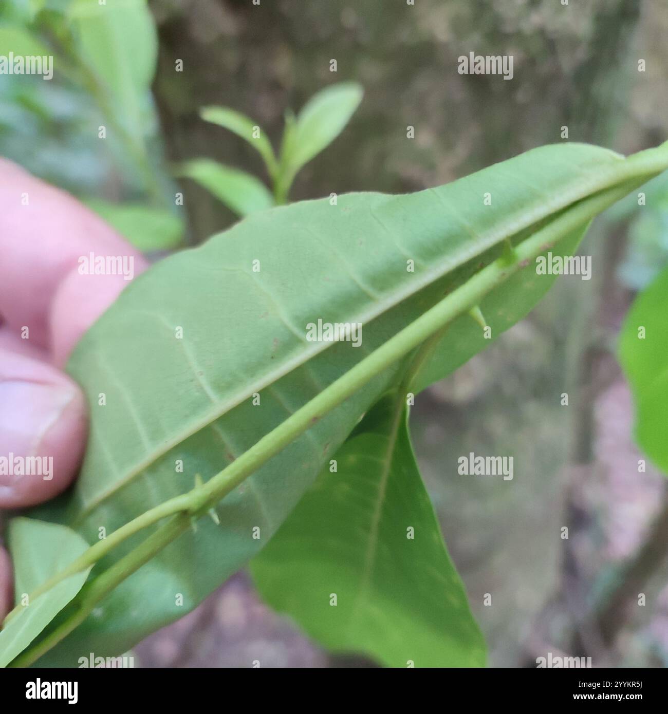 yellow prickle (Zanthoxylum schreberi Stock Photo - Alamy