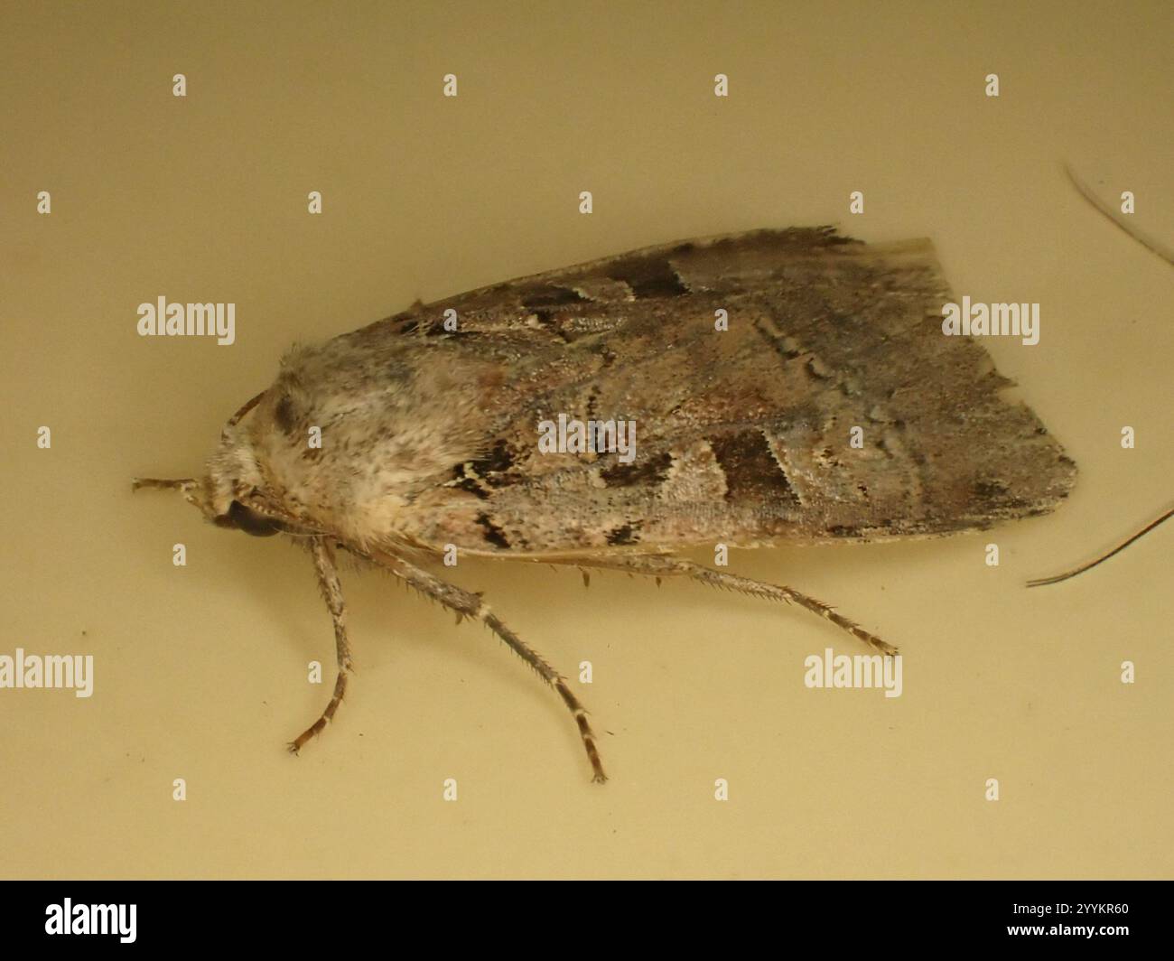 Double Square-spot (Xestia triangulum Stock Photo - Alamy